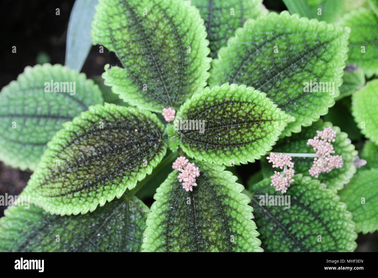 Tropical green leaves, green plants Stock Photo - Alamy