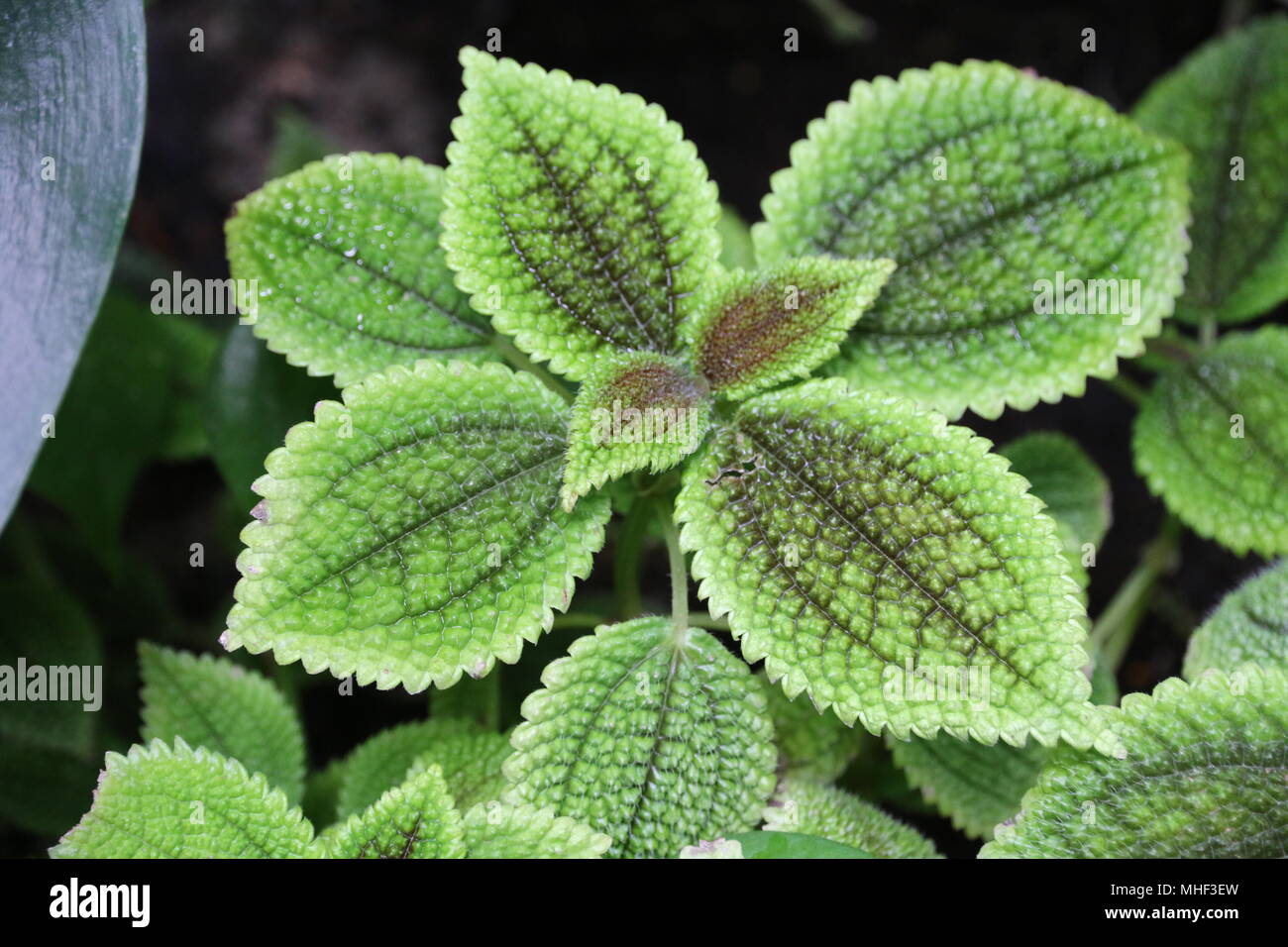 Tropical green leaves, green plants Stock Photo - Alamy