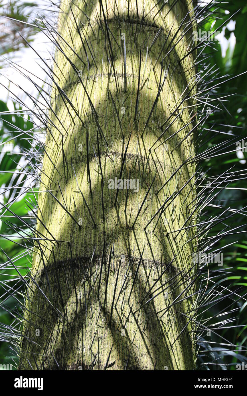 Tropical tree trunk Stock Photo - Alamy