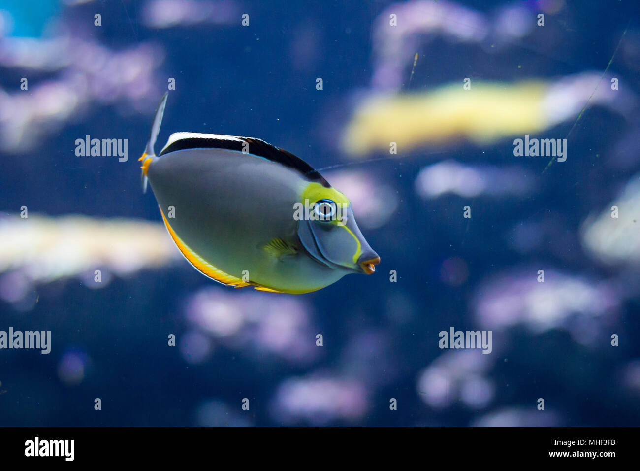Fish in an aquarium Stock Photo - Alamy