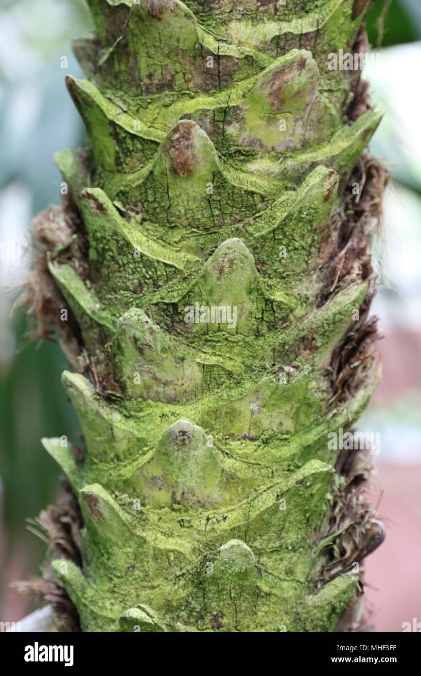 Trunk tropical hi-res stock photography and images - Alamy