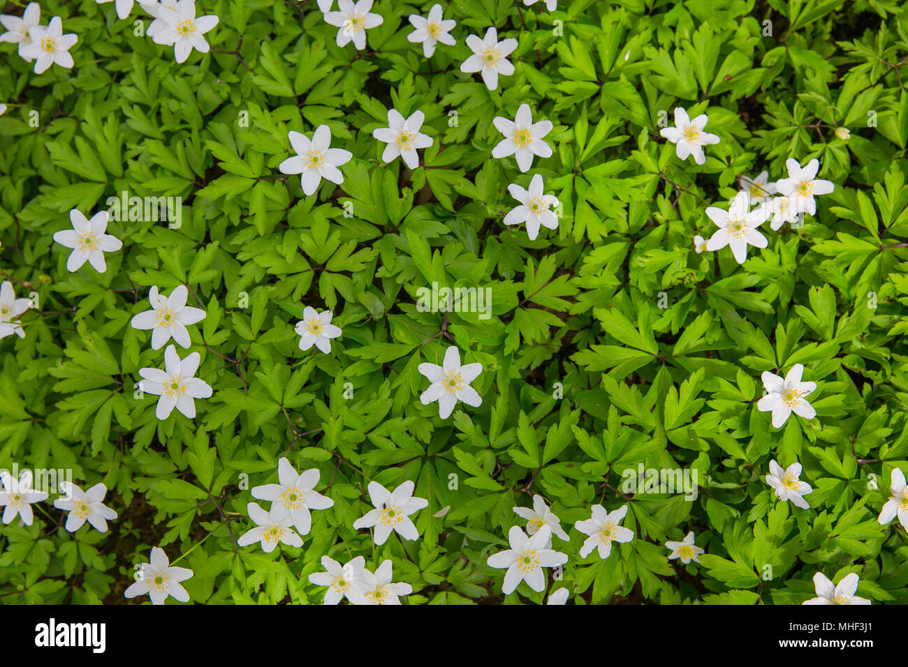 Forest lode hi-res stock photography and images - Alamy