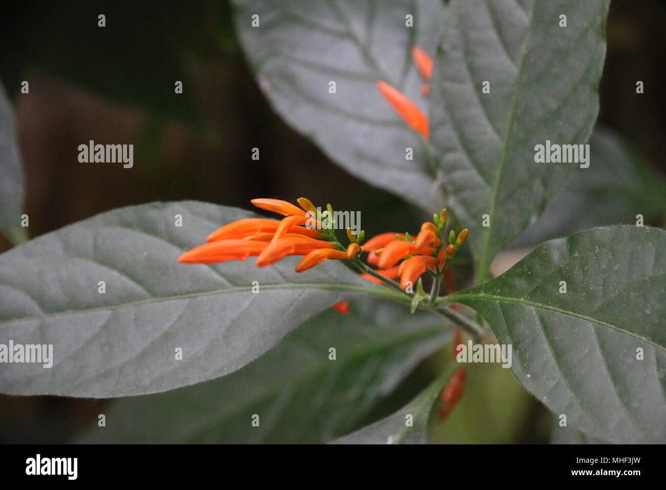 Tropical green leaves, green plants Stock Photo - Alamy