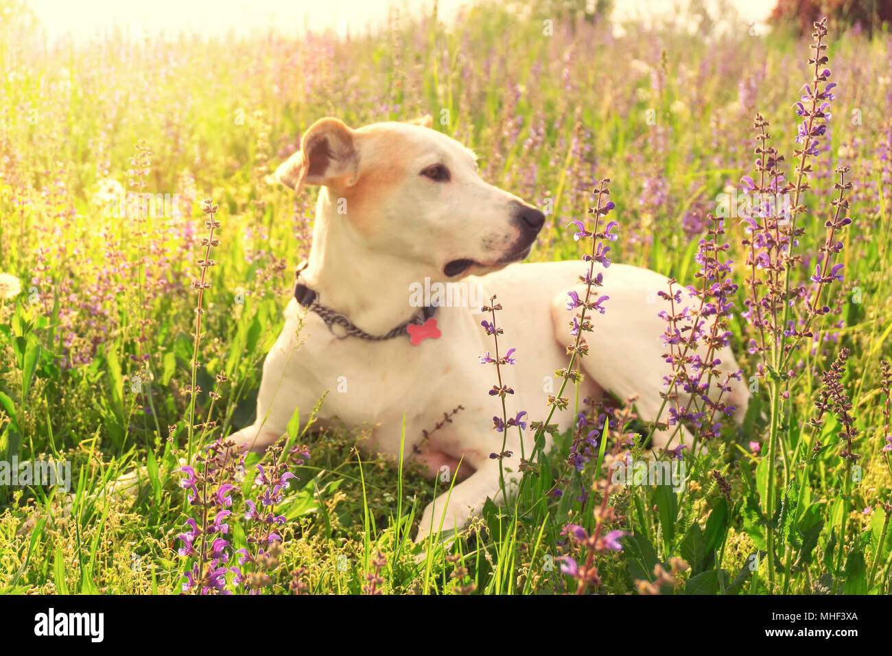 beautiful dog on flower meadow Stock Photo - Alamy