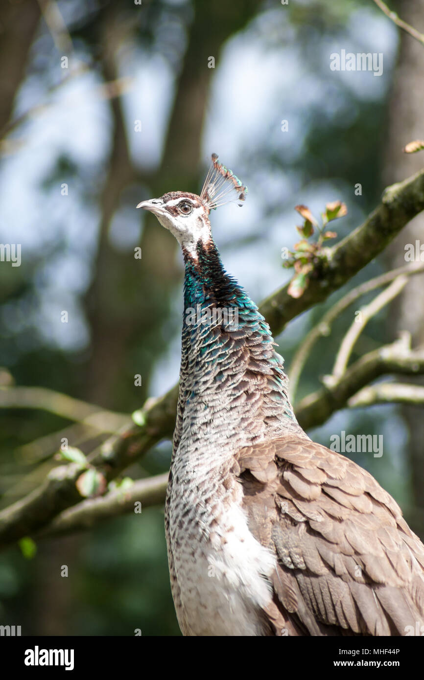 Female peafowl hi-res stock photography and images - Alamy