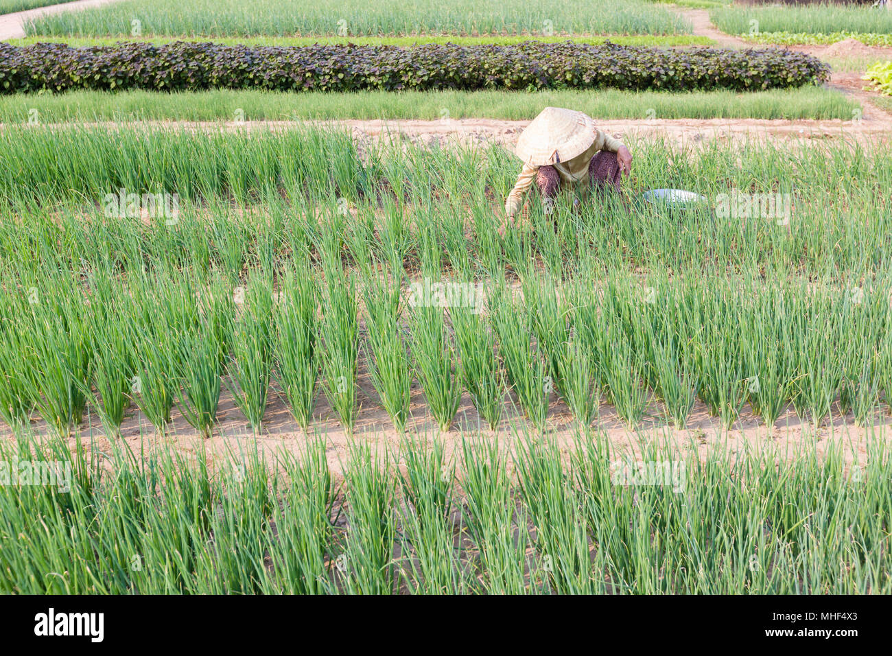 Tra que vegetable garden hoi an hi-res stock photography and images - Alamy