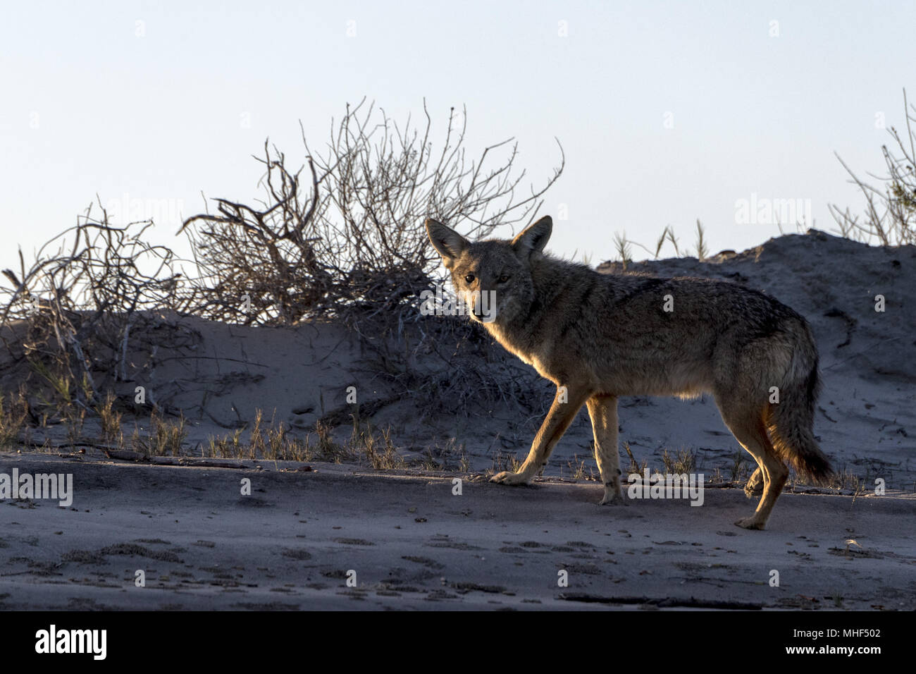 californian coyote on the sand Stock Photo - Alamy