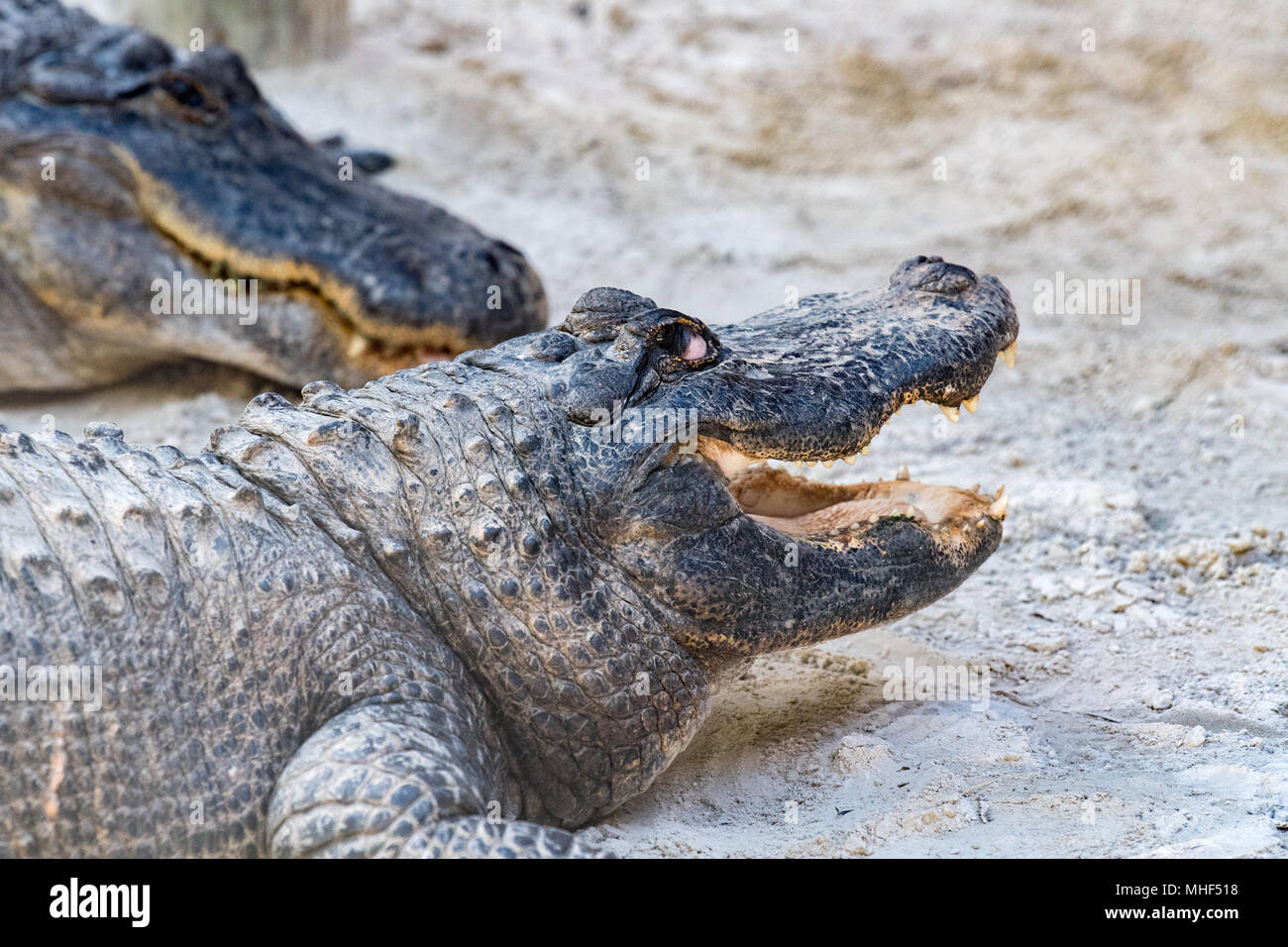 Florida Alligator in everglades close up portrait Stock Photo - Alamy