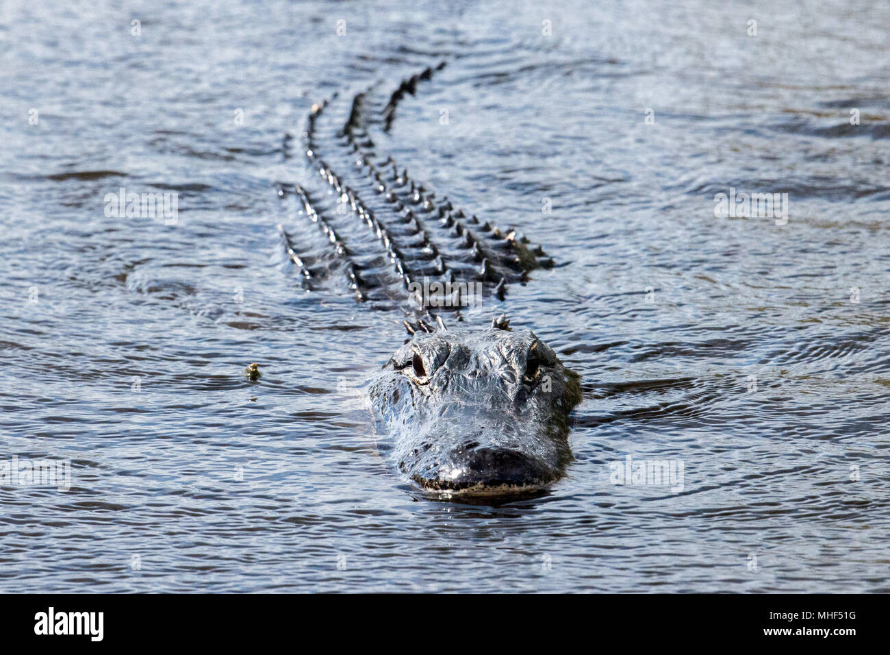 Florida Alligator in everglades close up portrait Stock Photo - Alamy