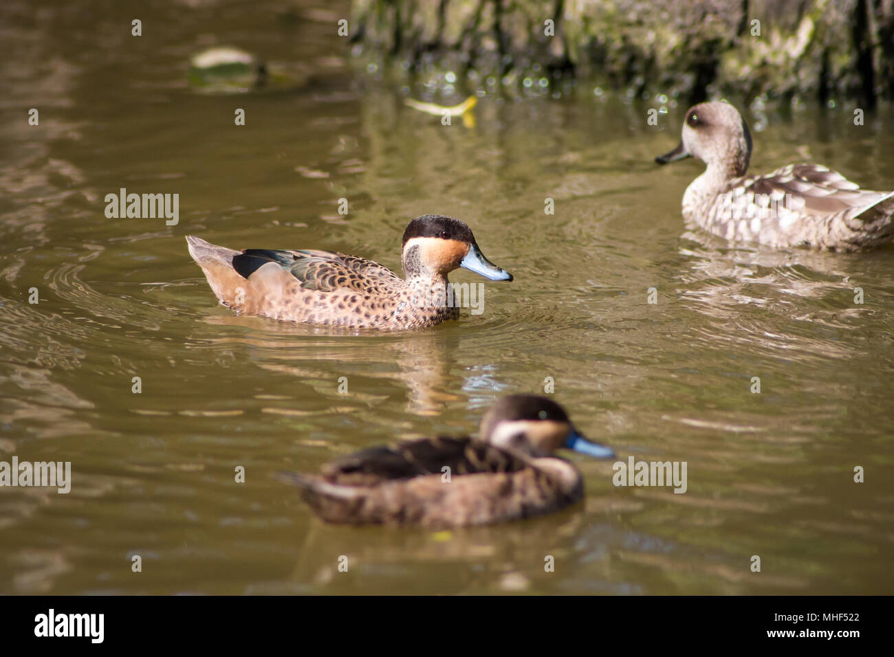 Canard mallard hi-res stock photography and images - Alamy