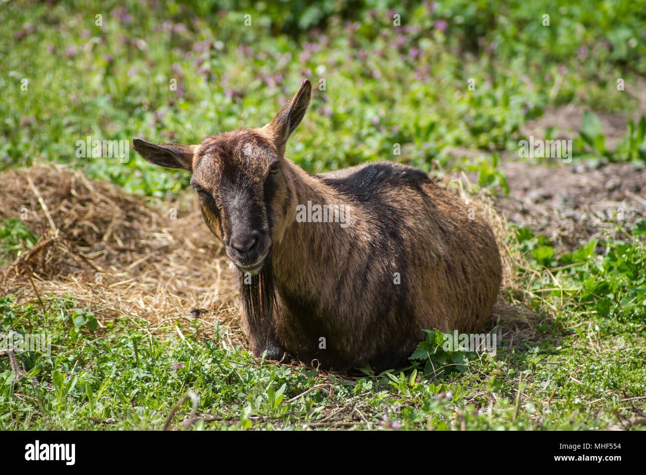 Free range goat (Capra aegagrus hircus Stock Photo - Alamy