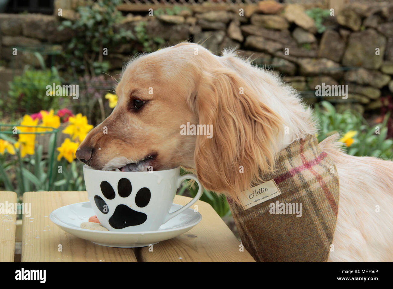 The pup café hi-res stock photography and images - Alamy