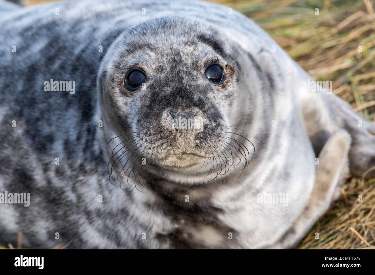 grey seal puppy while looking at you at Donna Nook Lincolnshire beach ...