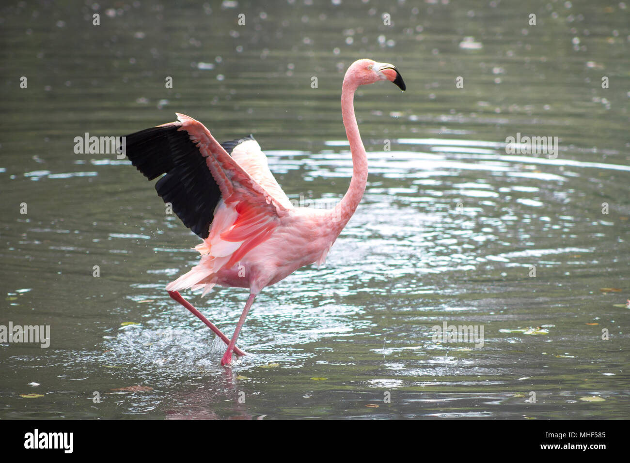 Flamingo enclosure hi-res stock photography and images - Alamy