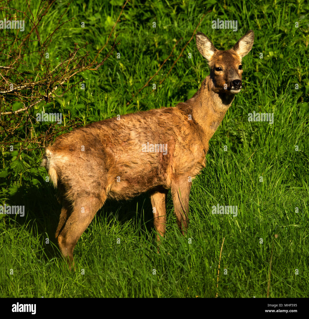 Roe Deer Doe Stock Photo - Alamy