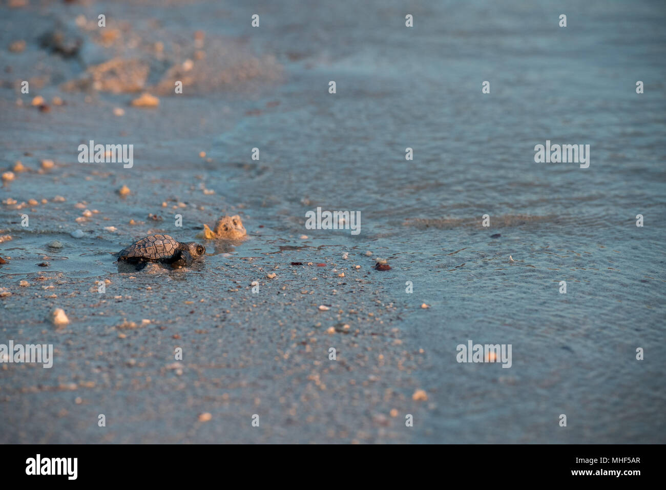 newborn baby green golfina turtle approaching sea for first time after ...