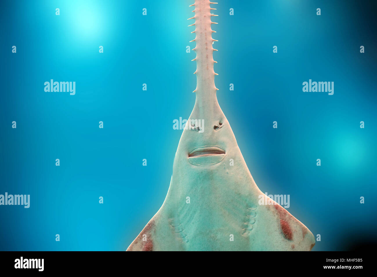 Mouth of sawfish hi-res stock photography and images - Alamy