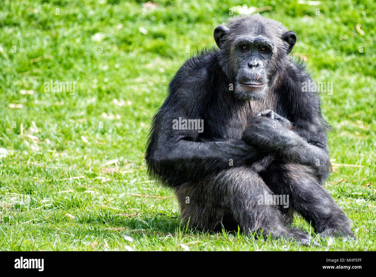 Chimpanzee relaxing zoo hi-res stock photography and images - Alamy