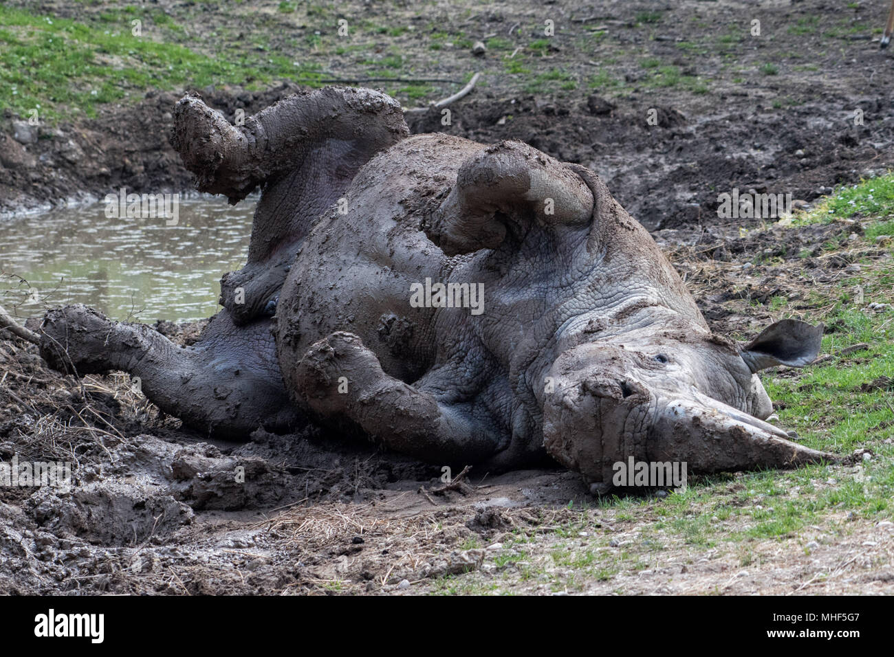 white rhino while looking at you and playing in the mud Stock Photo - Alamy