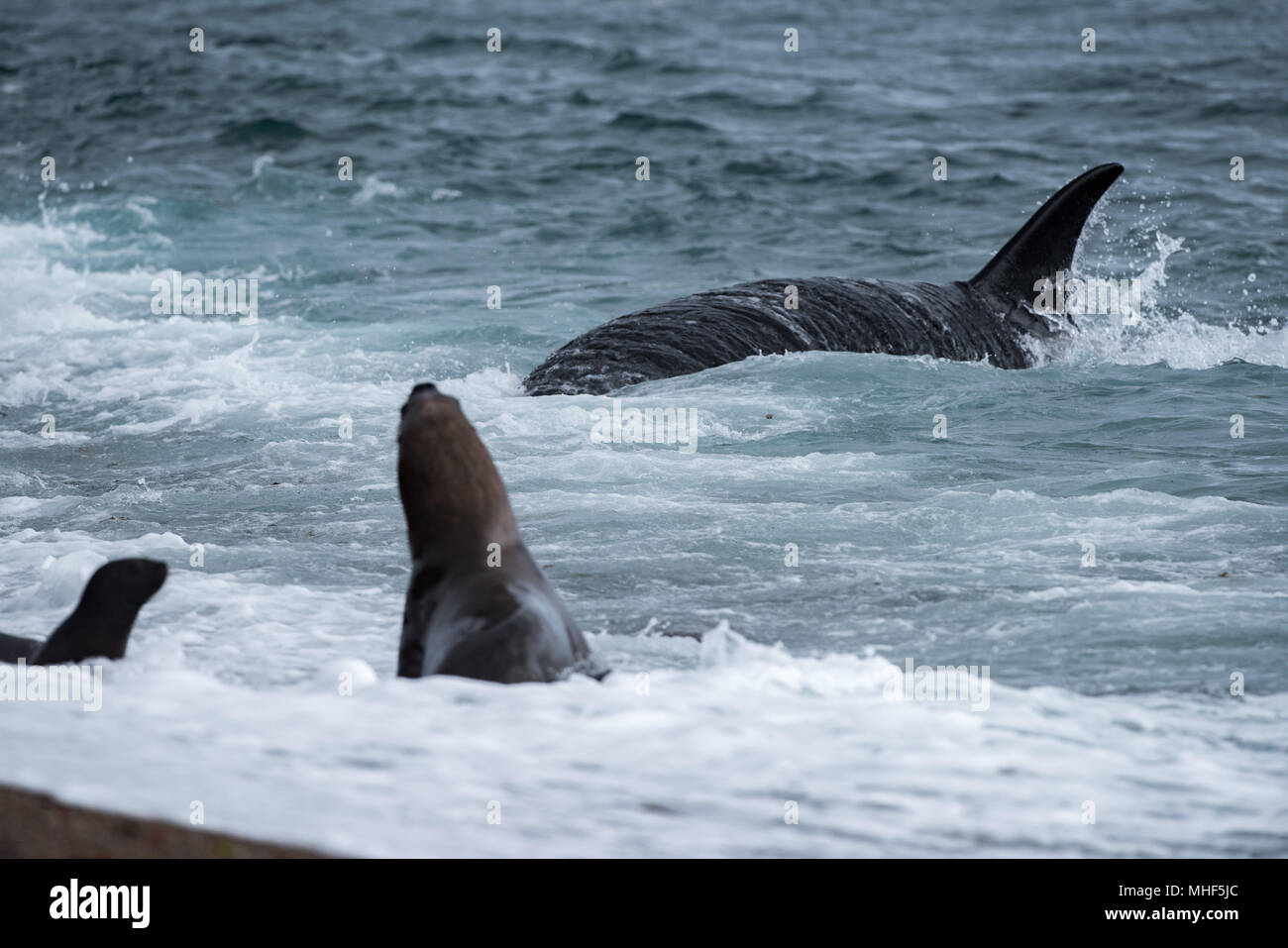 Killer whale sea lions hi-res stock photography and images - Alamy