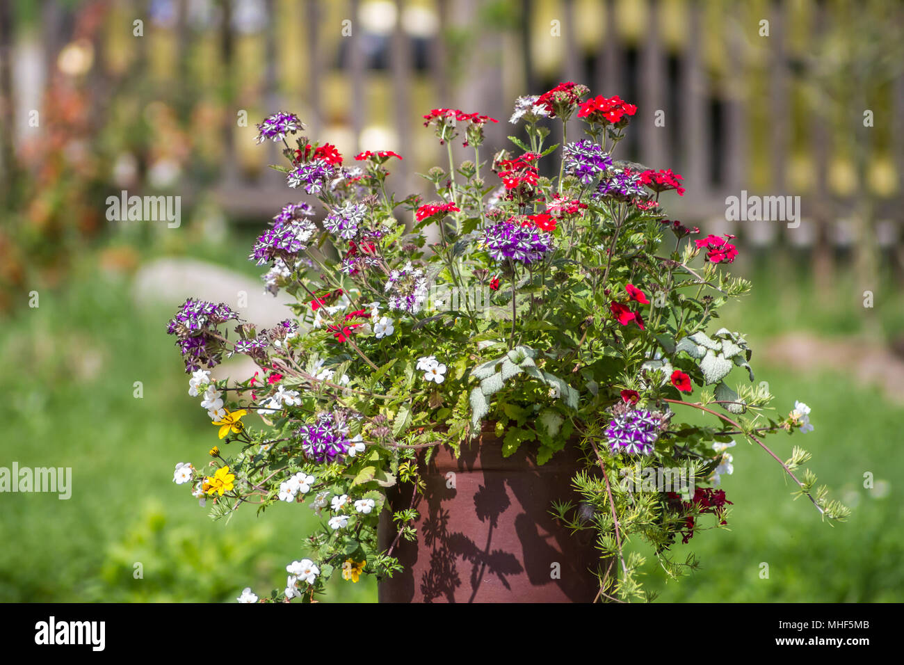 Plant pot with colorful flowers standing on a small farm on the ...