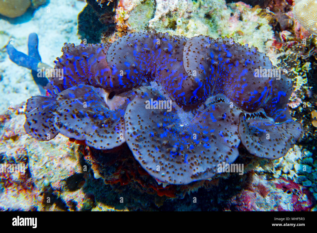 Blue color giant Tridacna clam underwater Stock Photo - Alamy