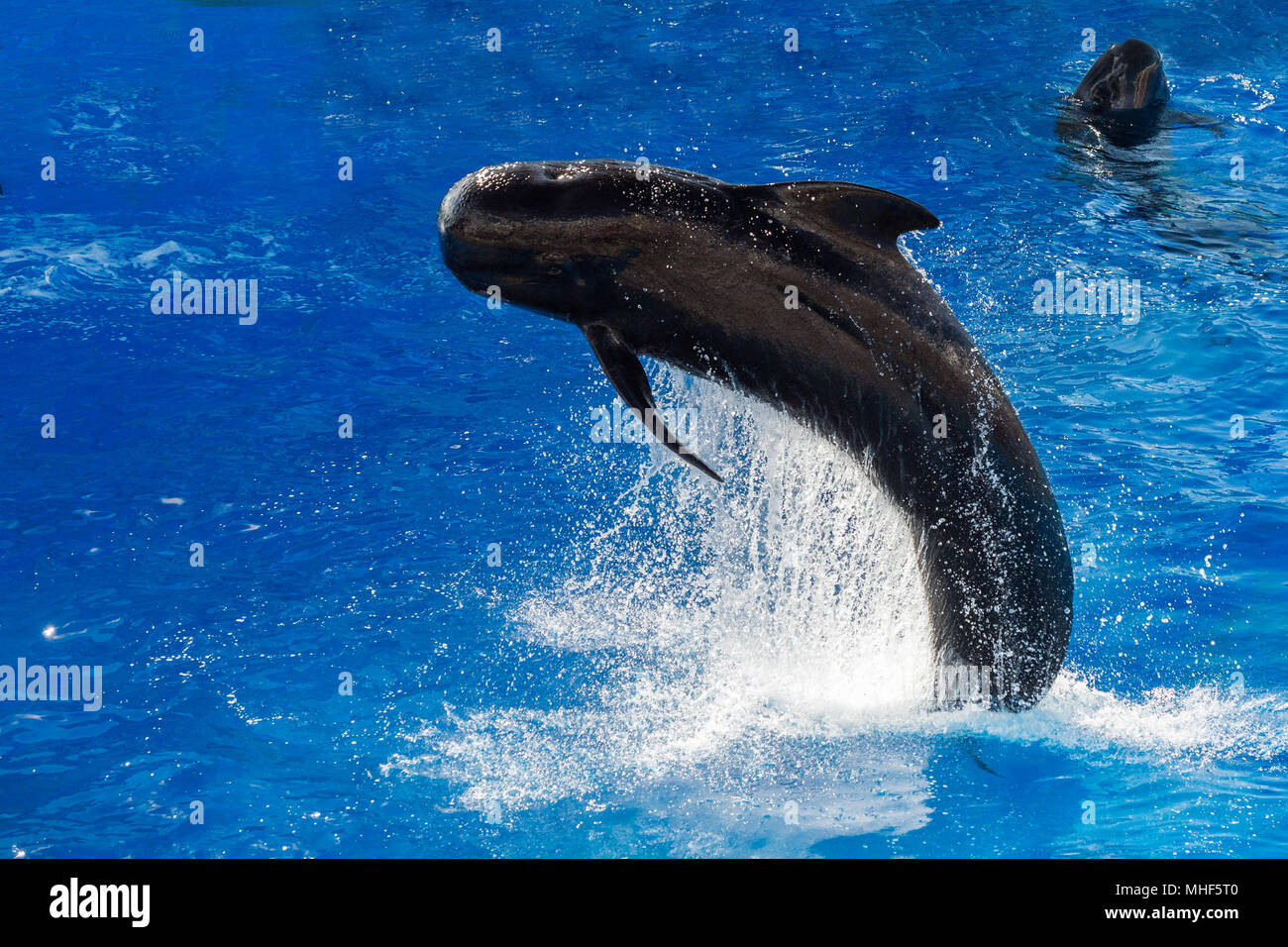 Baby pilot whale hi-res stock photography and images - Alamy