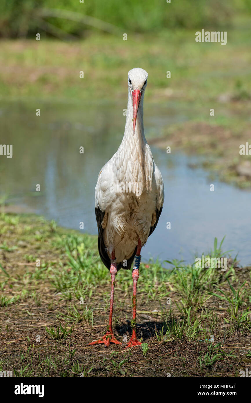 Stork portrait while reflecting on swamp water background Stock Photo ...
