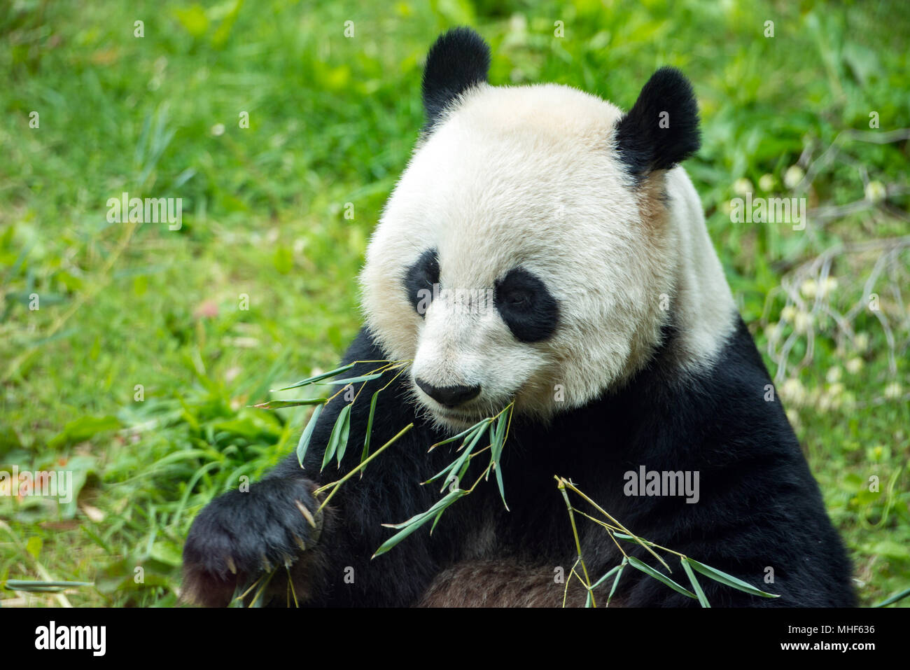 giant panda while eating bamboo close up portrait Stock Photo - Alamy