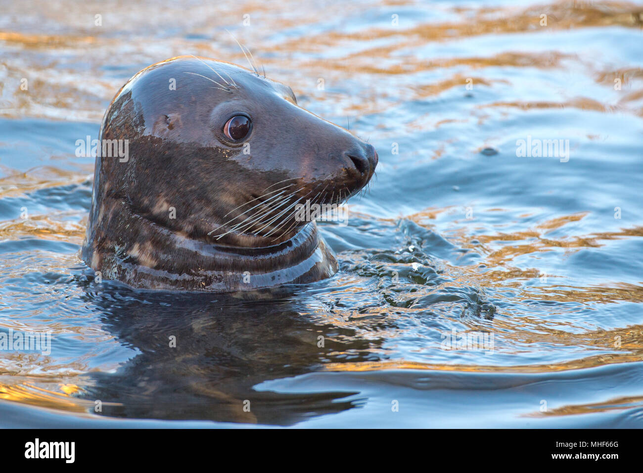grey seal close up portrait while looking Stock Photo - Alamy