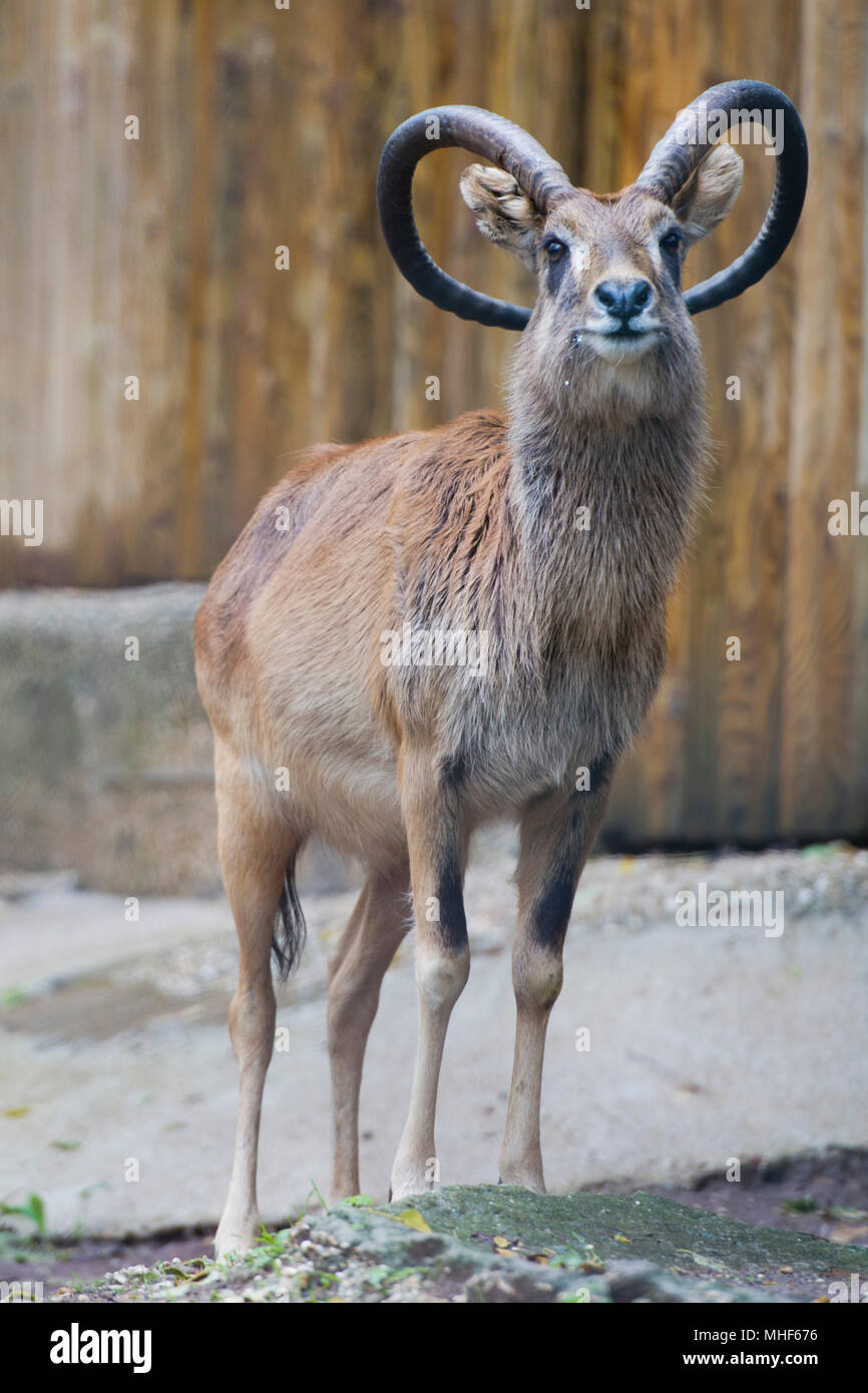 Ibex deer hi-res stock photography and images - Alamy