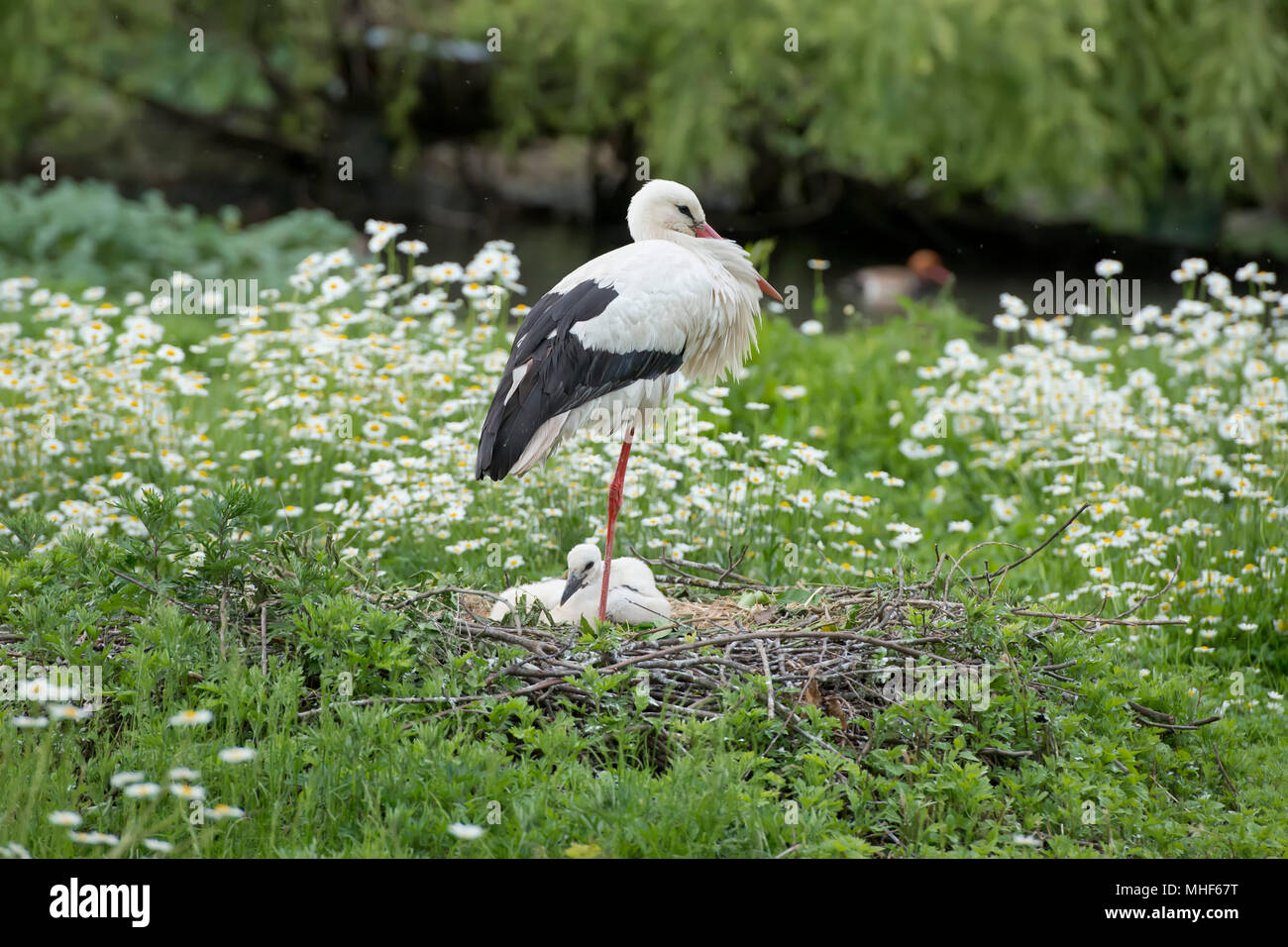 Stork with baby puppy in its nest on the daisy background Stock Photo ...