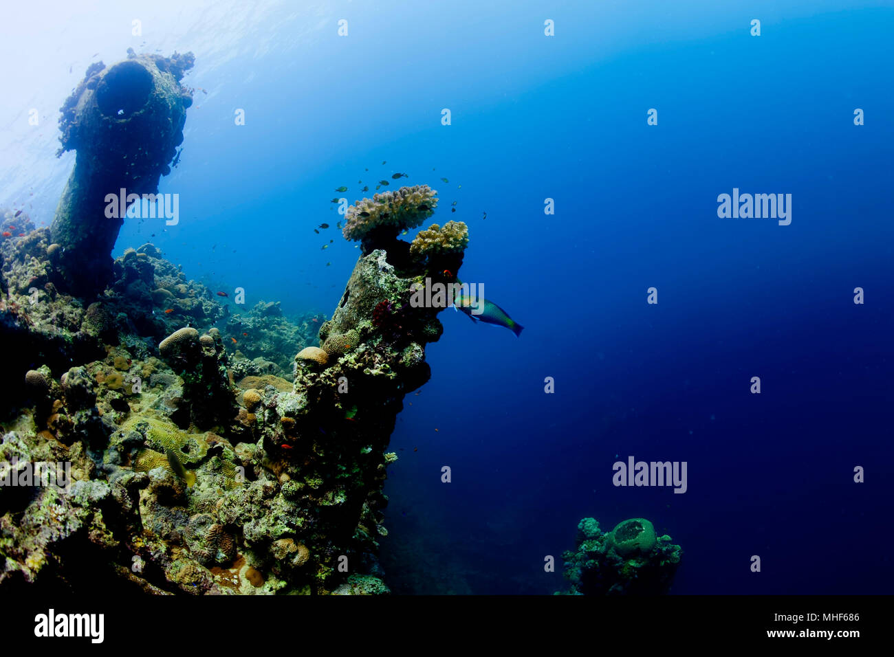 Parrot fish eye hi-res stock photography and images - Alamy