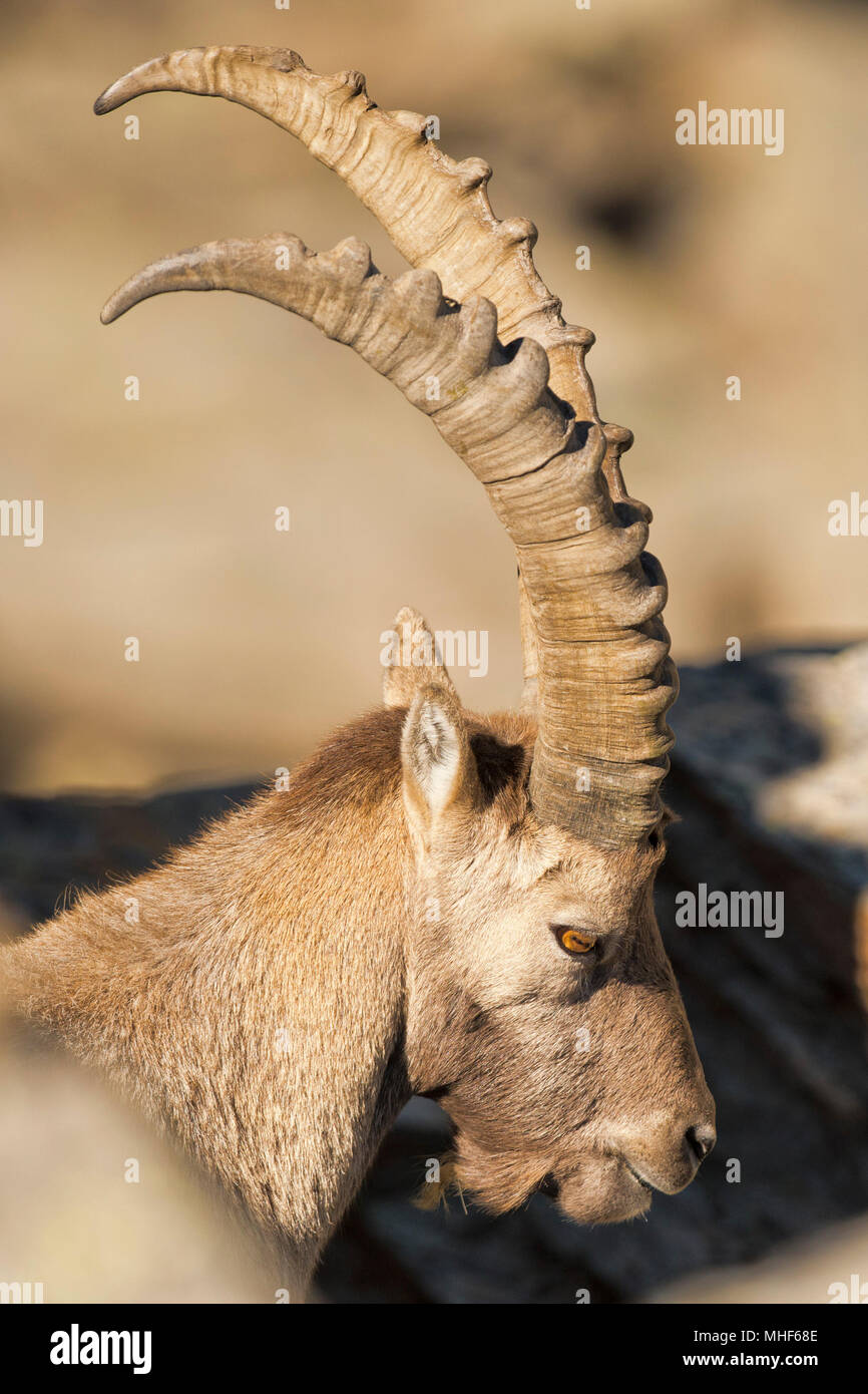 An isolated ibex deer long horn sheep close up portrait on the brown ...