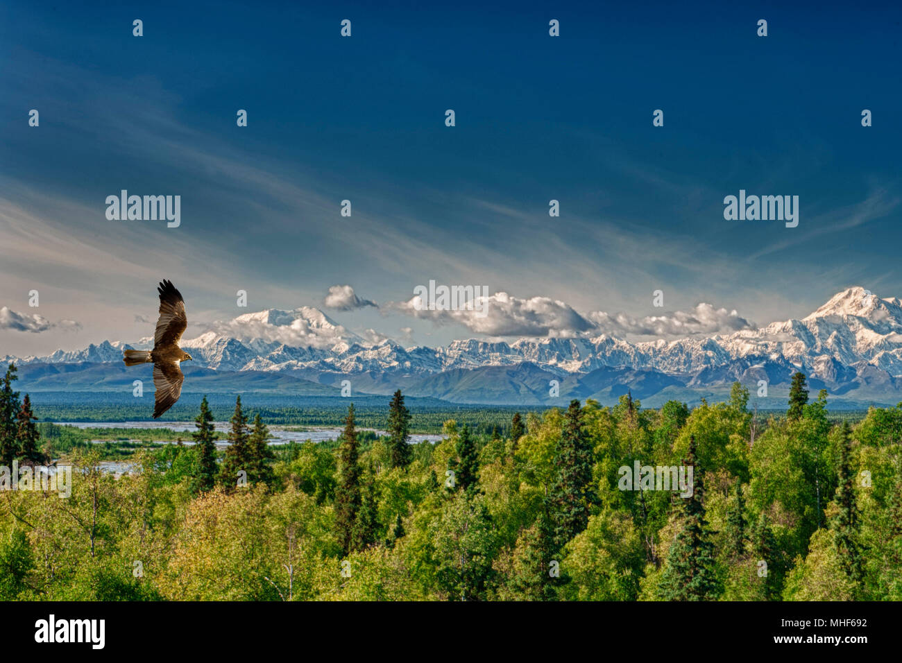 A kite eagle osprey on the Alaska deep blue sky background Stock Photo ...