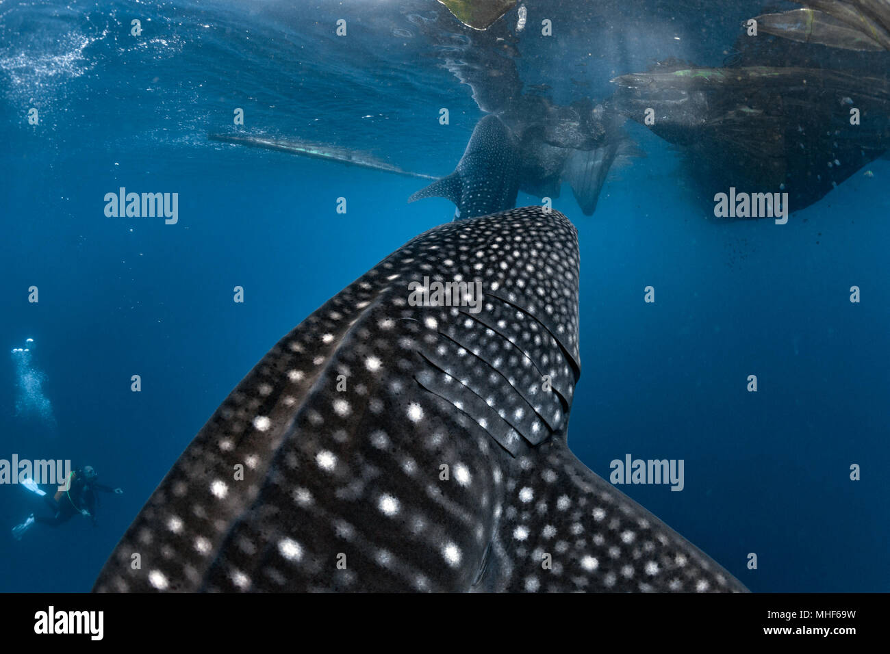 Whale Shark underwater approaching a scuba diver in the deep blue sea ...