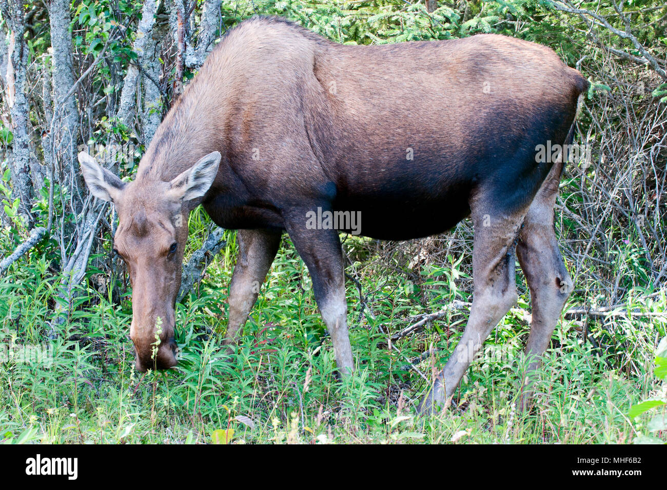 Isolated female moose on forest background Stock Photo - Alamy