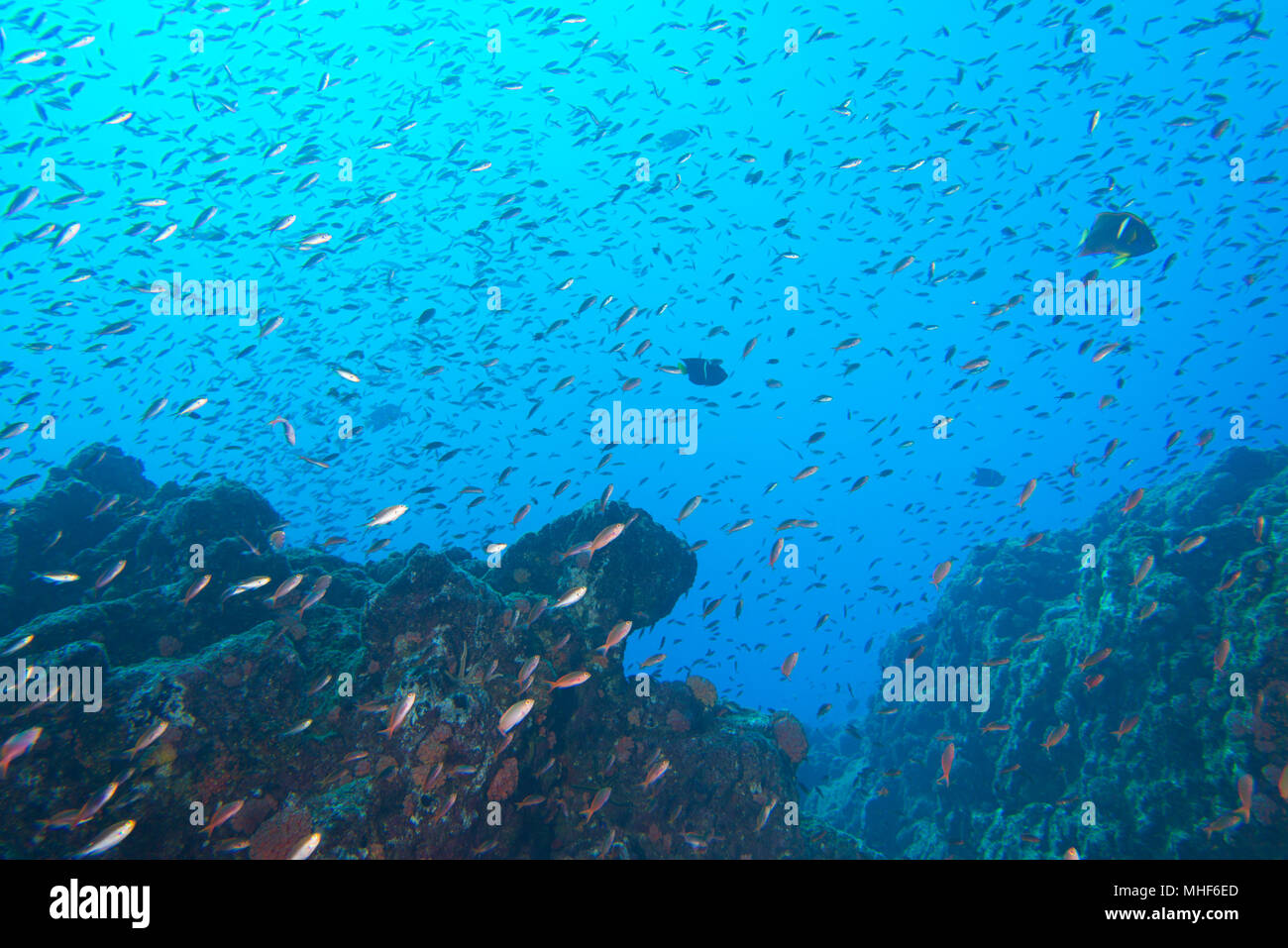 A school of fish underwater in the deep blue sea on the reef background ...