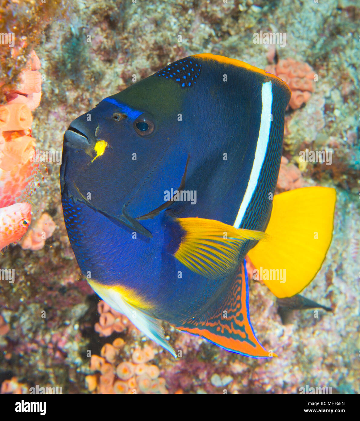 Black coral angel fish hi-res stock photography and images - Alamy