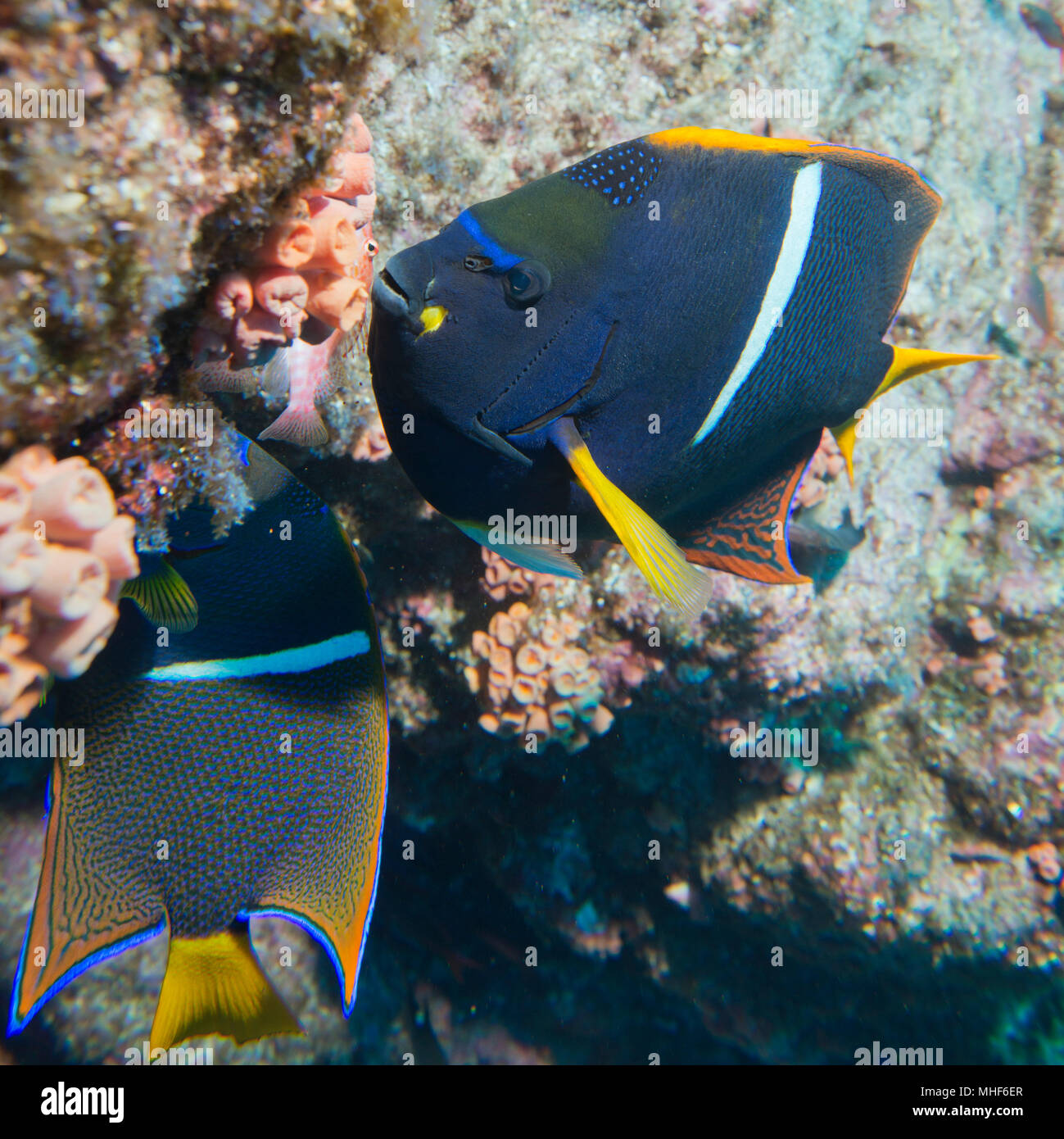 An angel fish in the reef background Stock Photo - Alamy