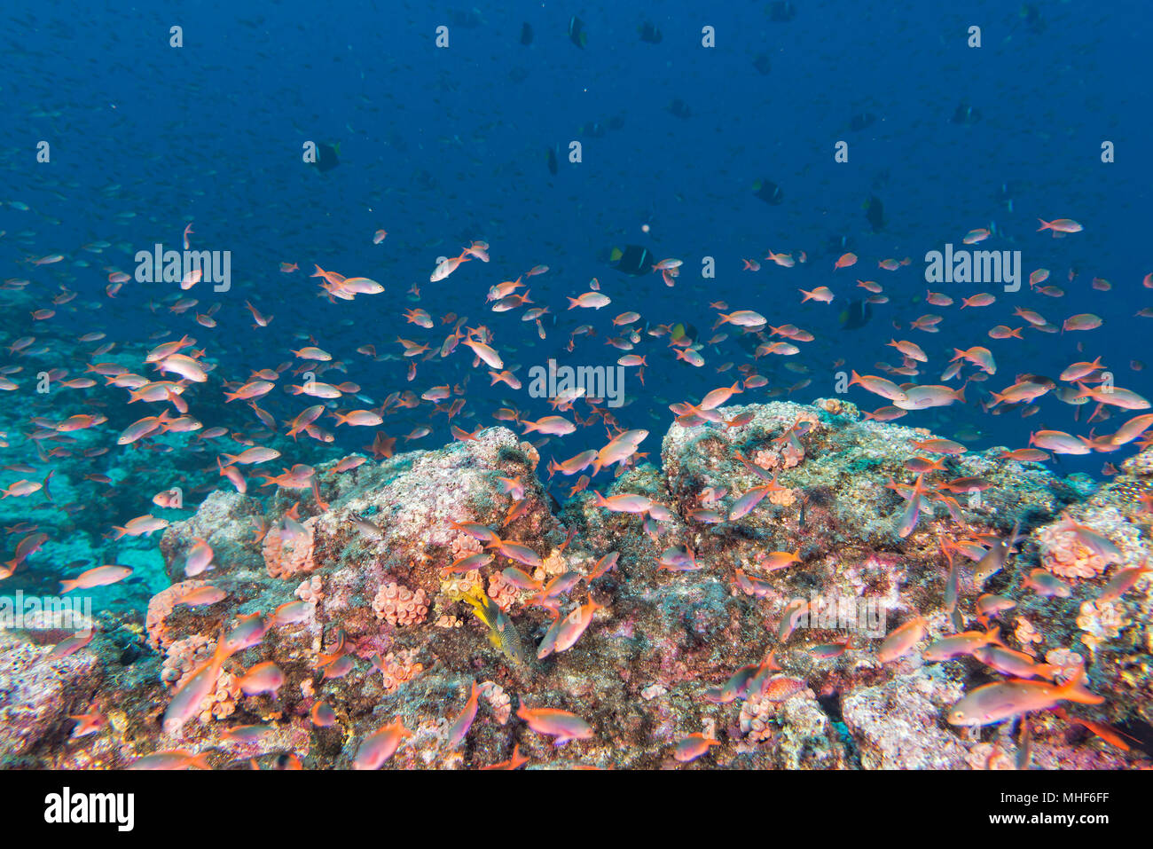 colorful reef underwater landscape with fishes and corals Stock Photo ...