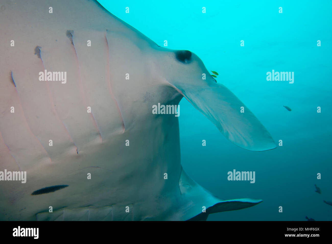 Manta close up portrait in Raja Ampat Papua Indonesia Stock Photo - Alamy