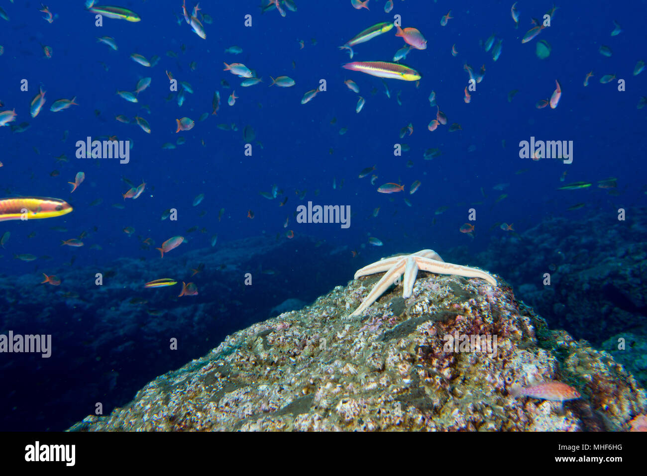 sea stars in a reef colorful underwater landscape background Stock ...