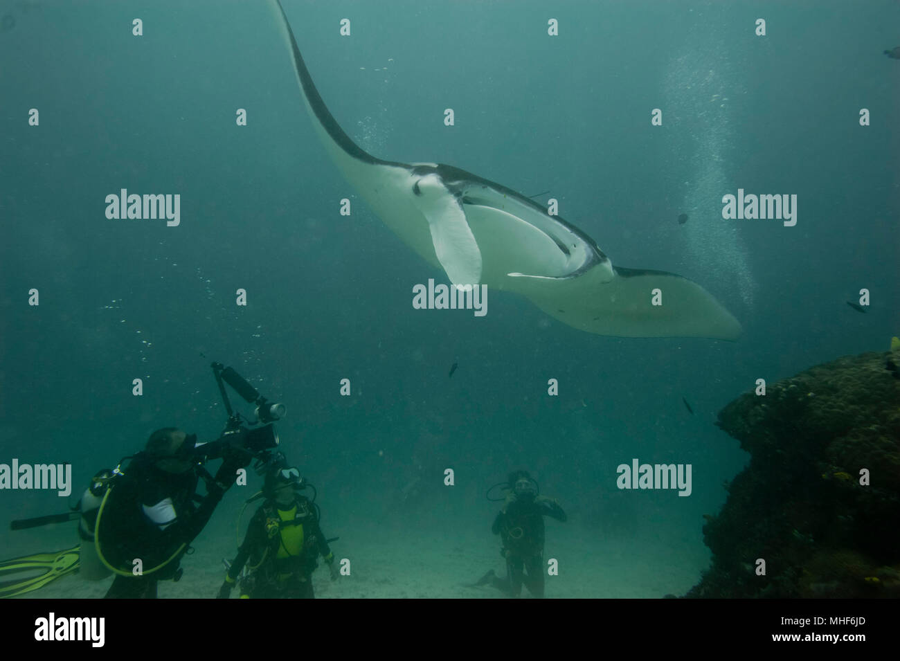 Manta close up portrait in Raja Ampat Papua Indonesia Stock Photo - Alamy