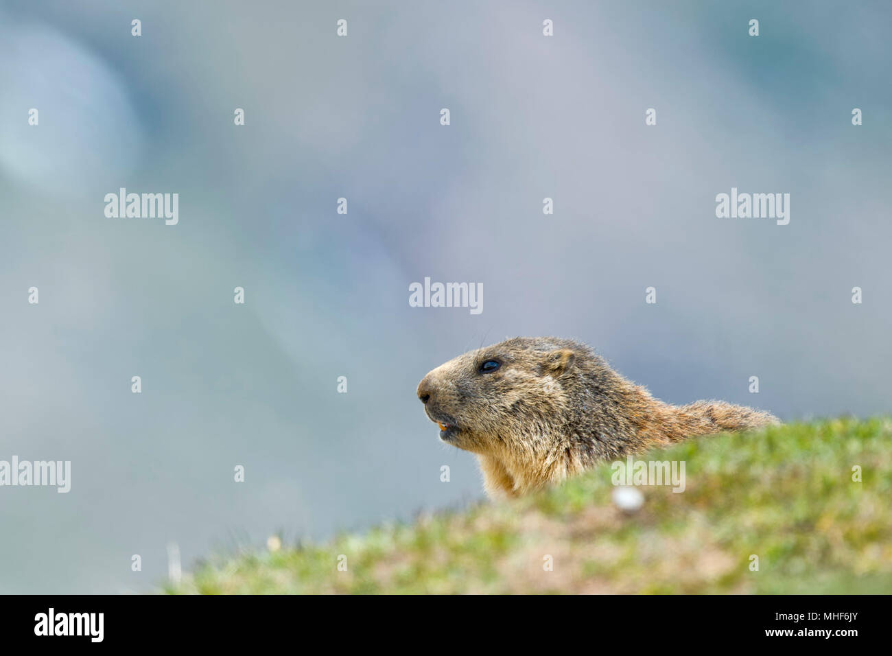 Marmot portrait while looking at you on rocks and grass background ...