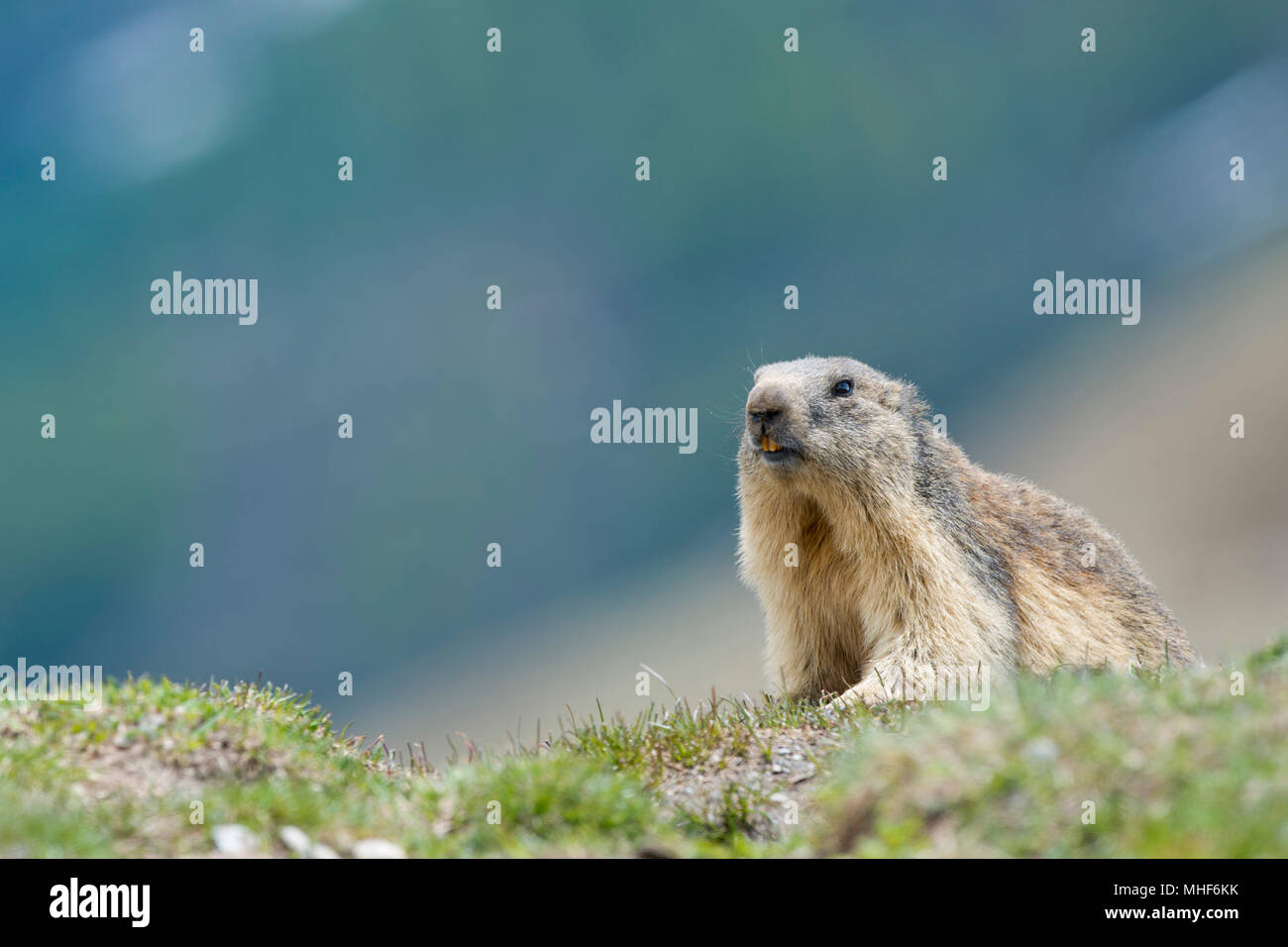 Isolated Marmot close up portrait Stock Photo - Alamy