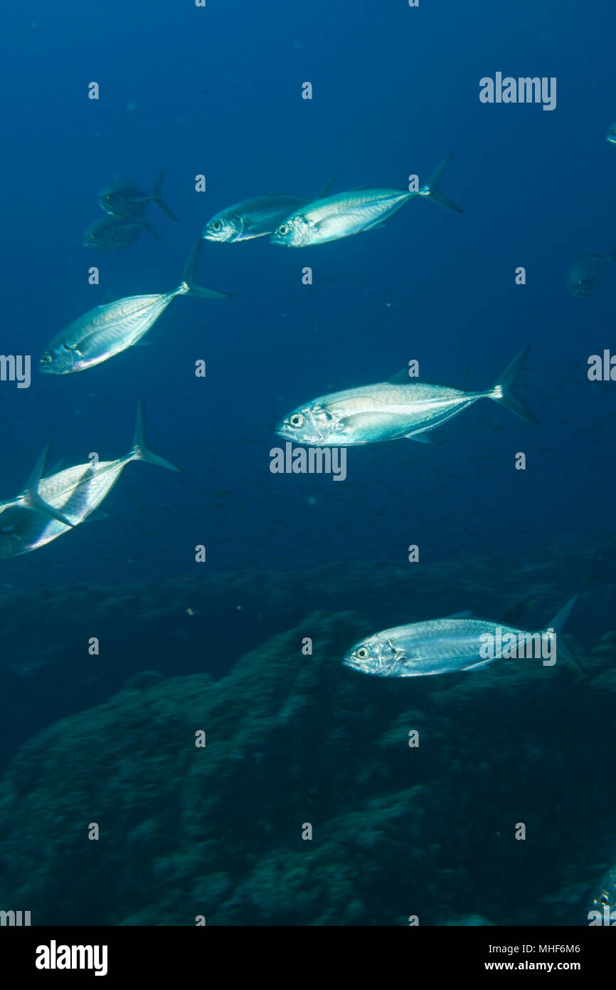 Inside a giant travelly tuna school of fish close up in the deep blue ...