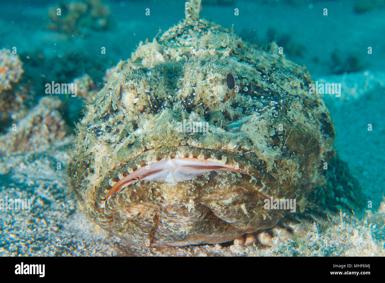 A colorful scorpion fish detail Stock Photo - Alamy