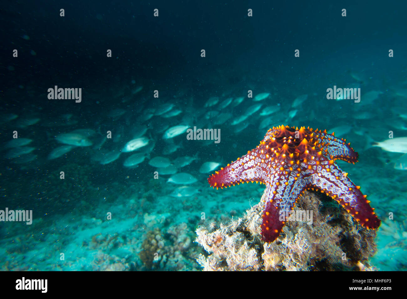 sea stars in a reef colorful underwater landscape background Stock ...