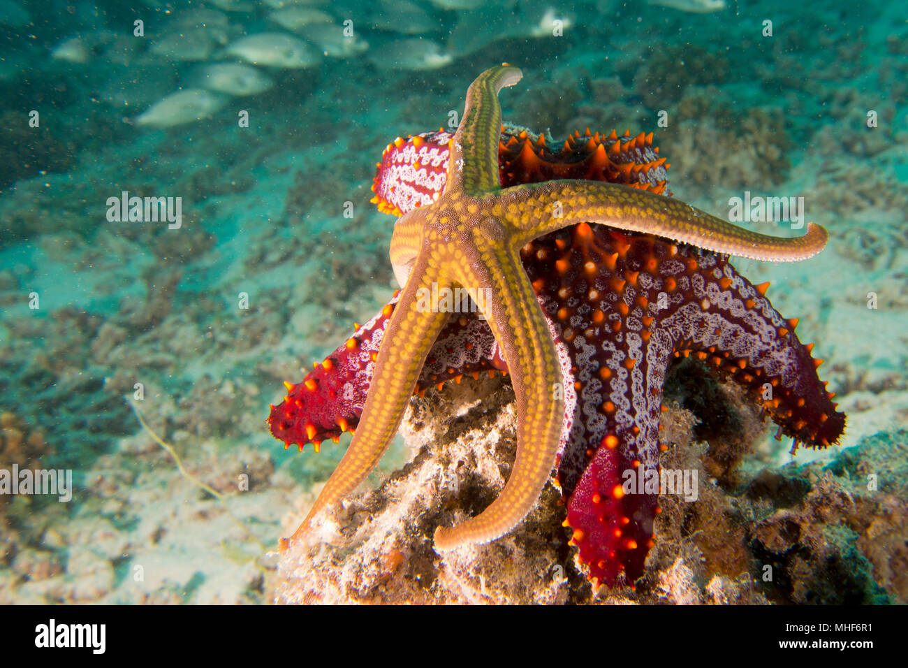 sea stars in a reef colorful underwater landscape background Stock ...